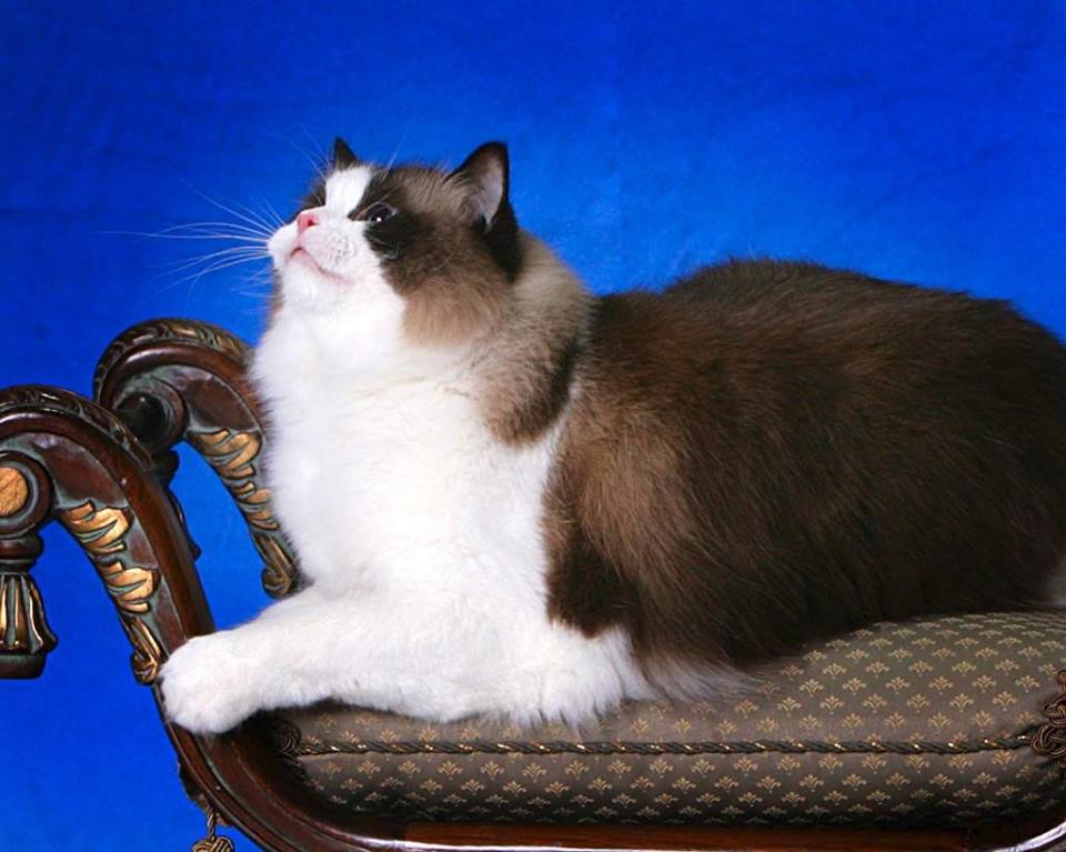 Bluegrass Rags Ragdolls – Beautiful "Traditional Lines" Ragdolls Based ...