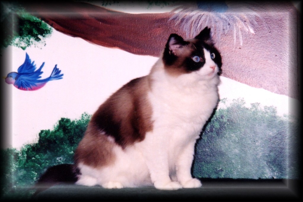 Family Tree – Bluegrass Rags Ragdolls