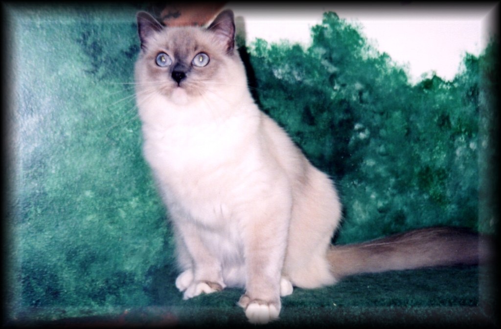 Family Tree – Bluegrass Rags Ragdolls