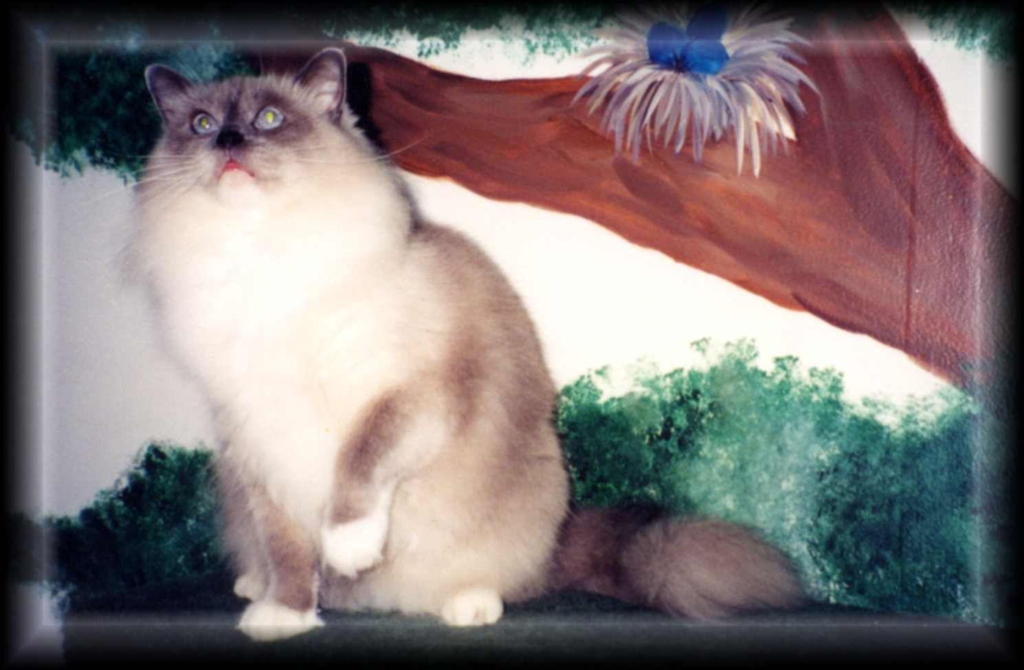 Family Tree – Bluegrass Rags Ragdolls