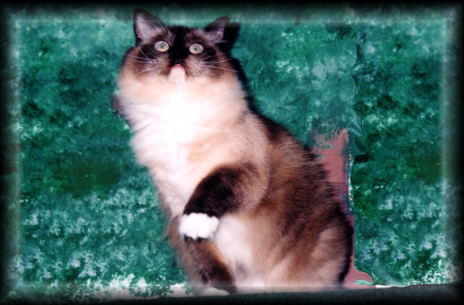 Family Tree – Bluegrass Rags Ragdolls