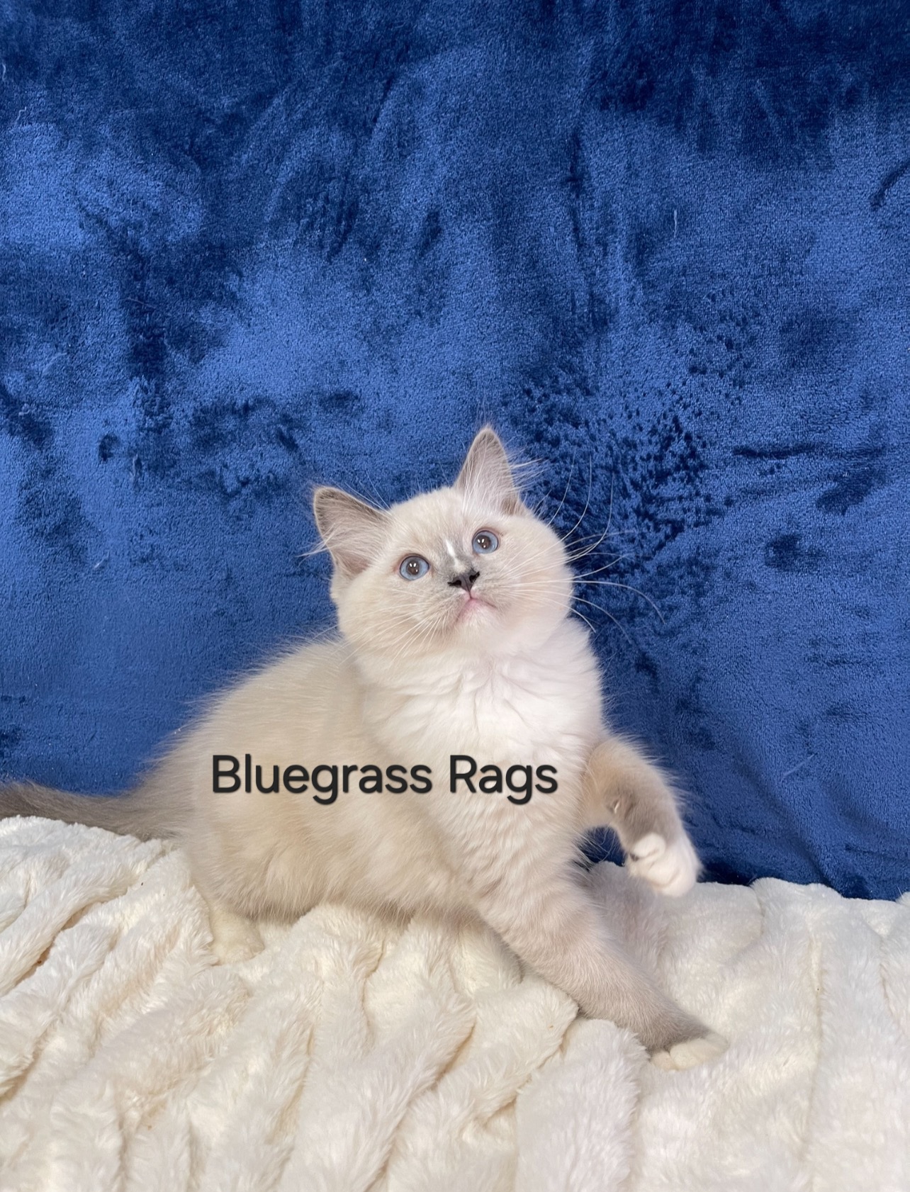 Kittens – Bluegrass Rags Ragdolls